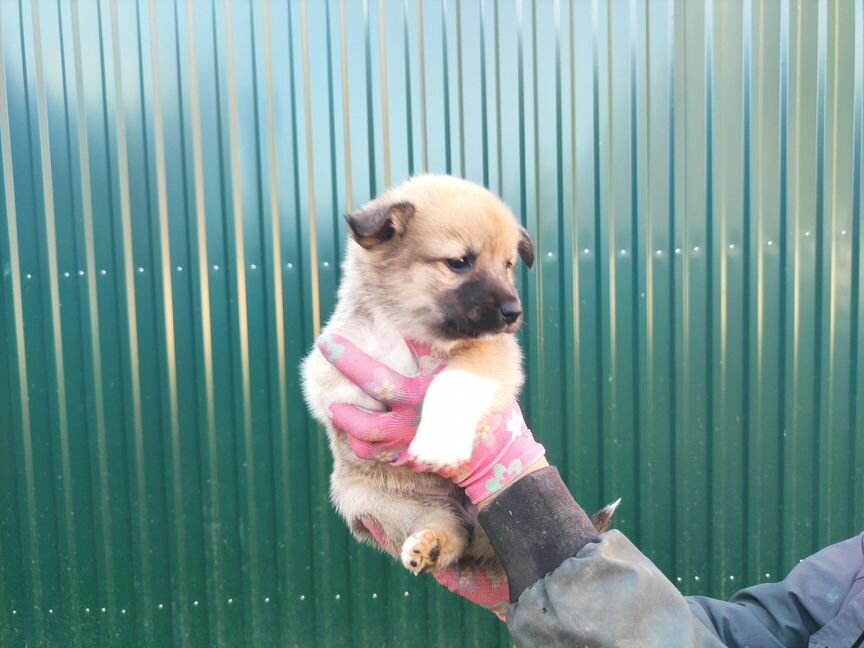 Щенки лайки