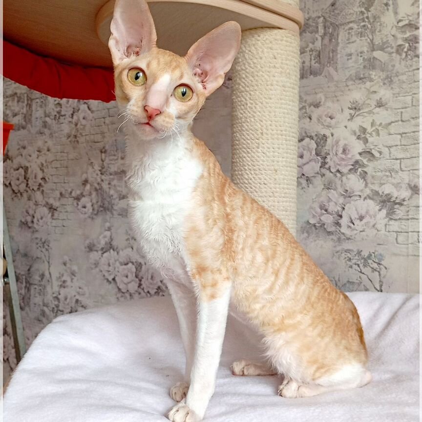 Корниш-рекс котёнок