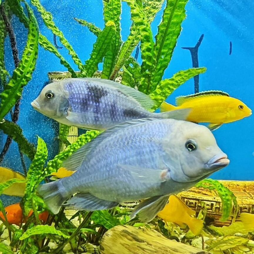 Дельфинчики