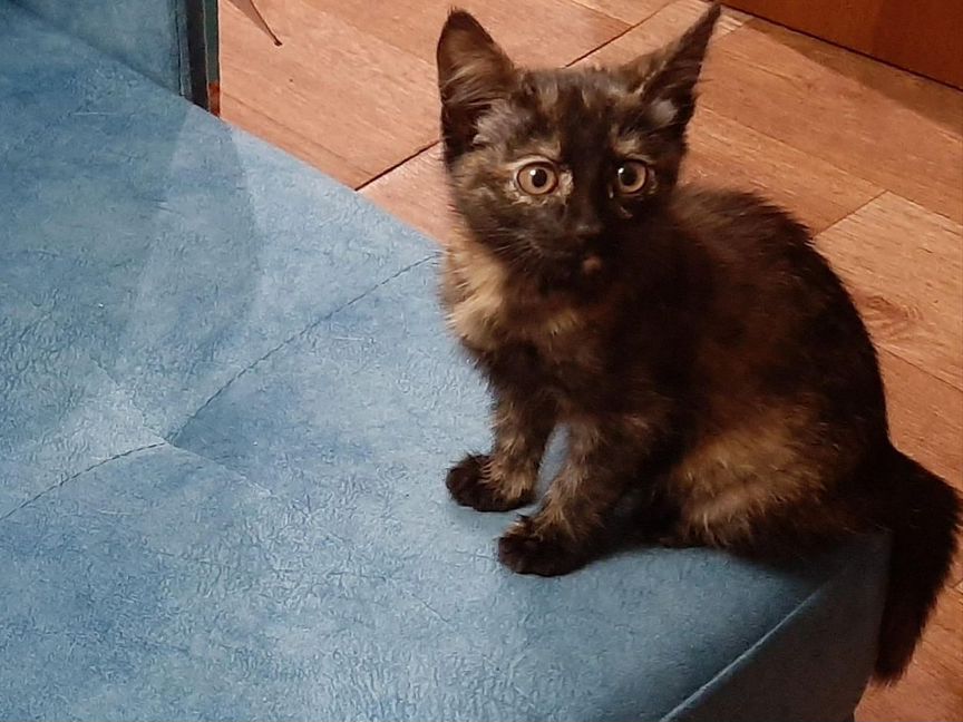 Кошки бесплатно