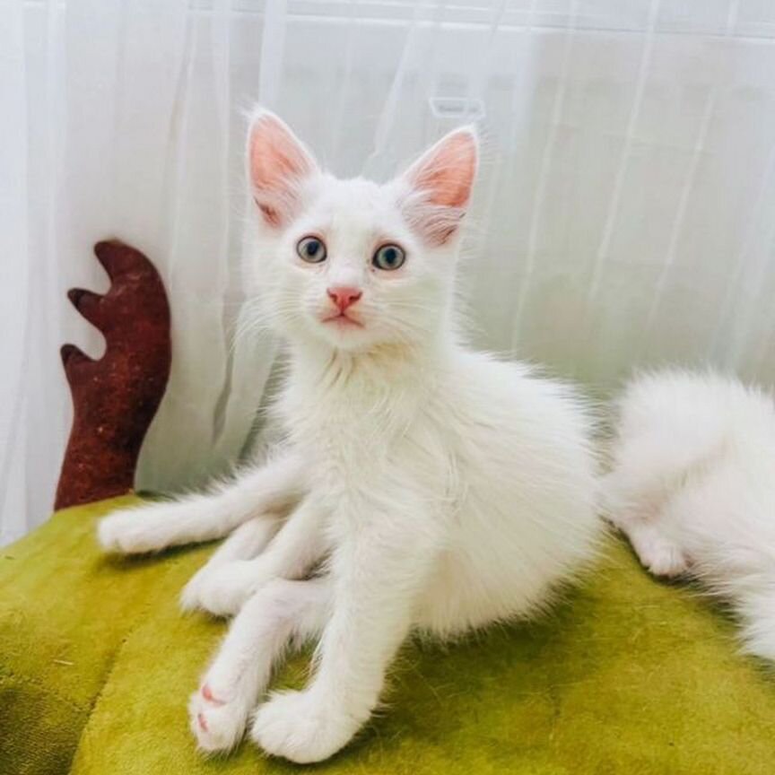 Котенок Грей