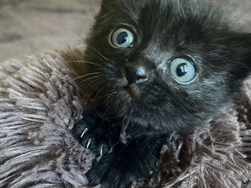 Черная кошечка 1 месяц