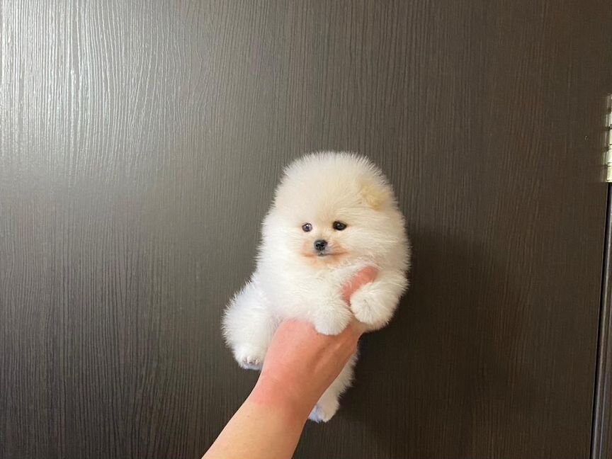Померанский шпиц тип мишка мини
