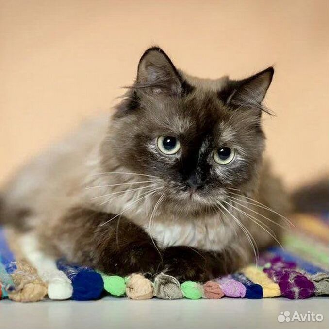 Тайская кошка в добрые руки