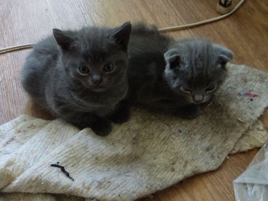 Кошки в добрые руки породистые