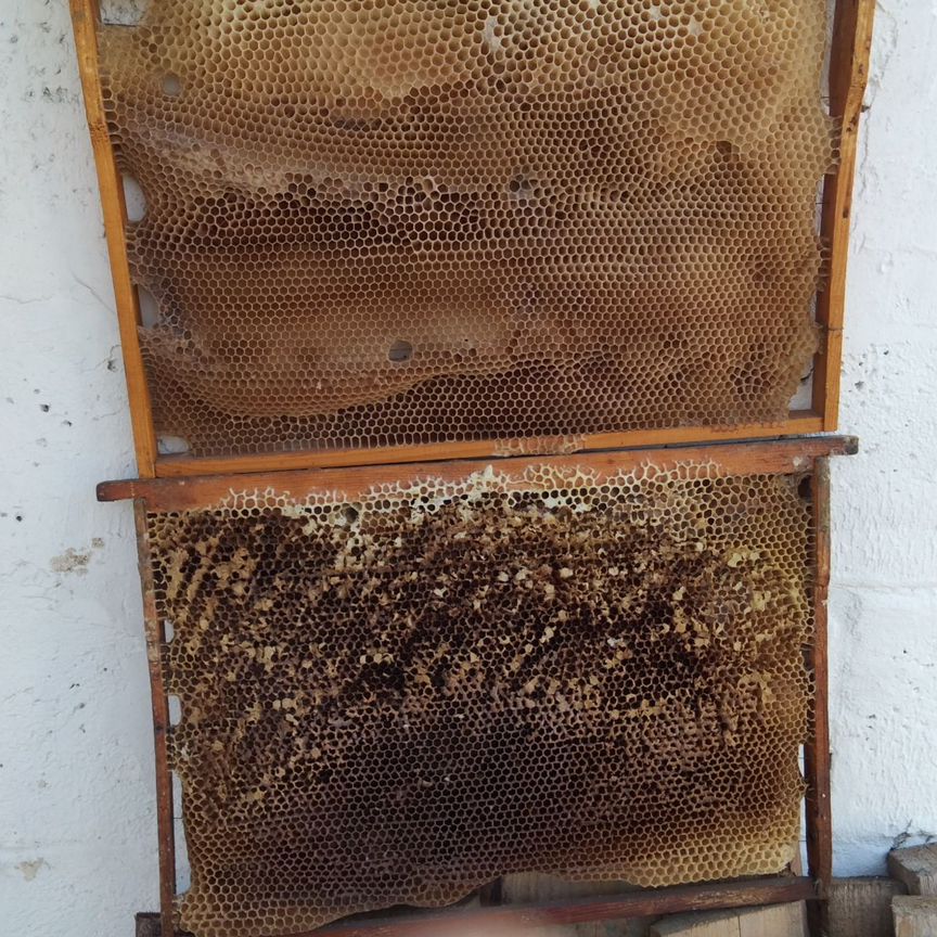 Сушь для пчел