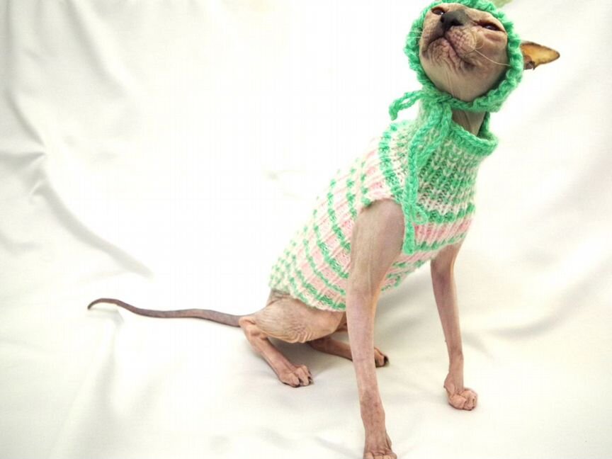 Одежда для кошек и собак