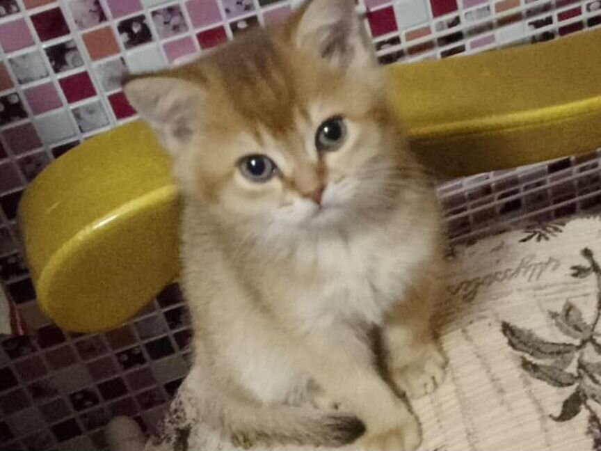 Котенок британской породы