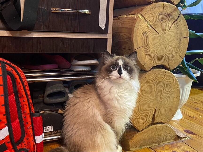 Домашние животные кошки