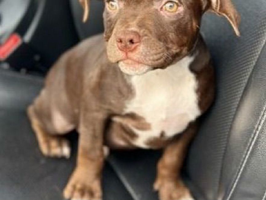 Американский булли покет