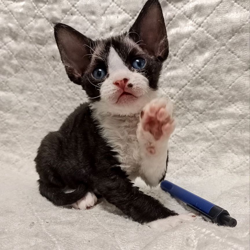 Котенок девон-рекс мальчик