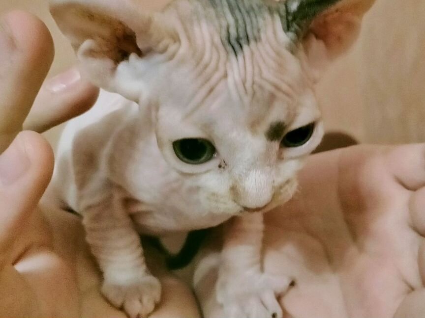 Канадский сфинкс