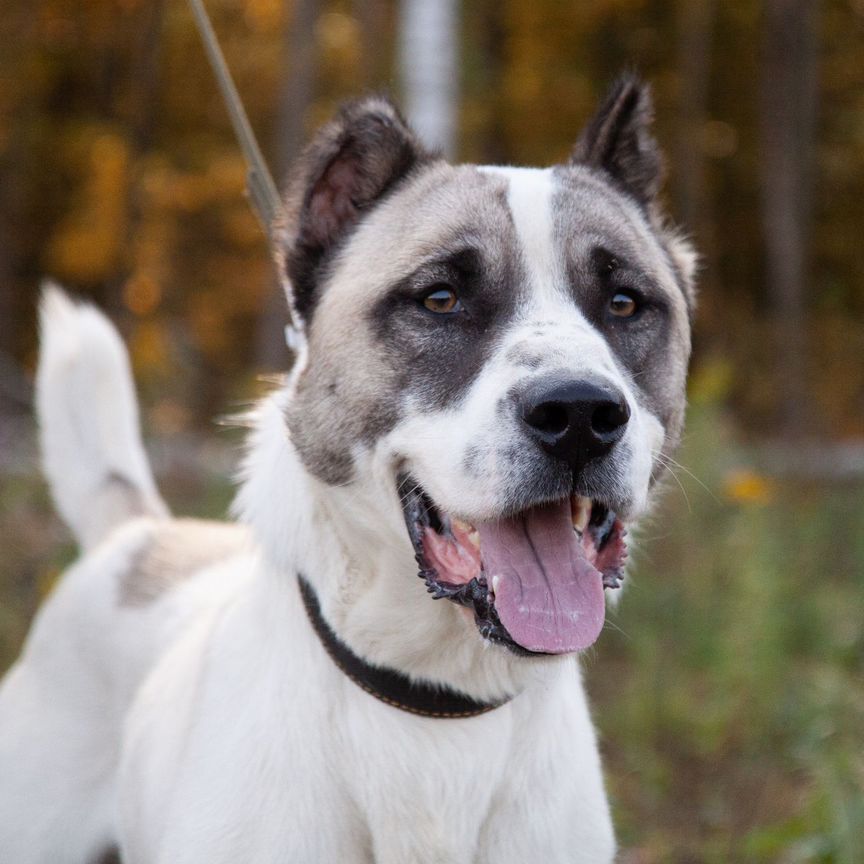 Щенок алабая Имин лучшим хозяевам