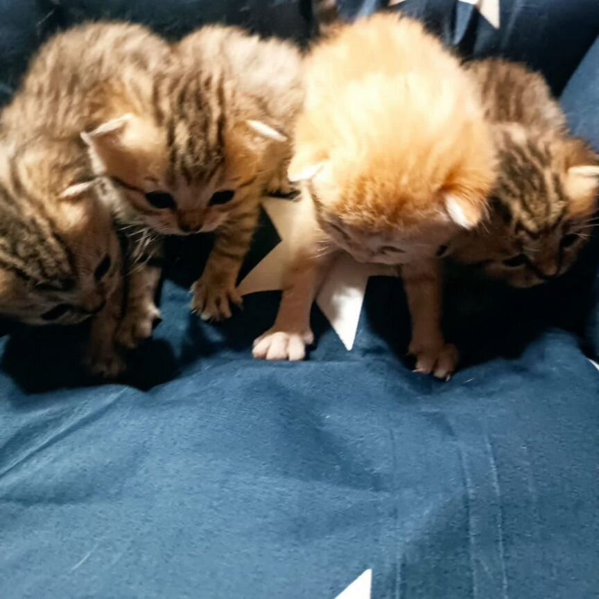 Британские вислоухие котята