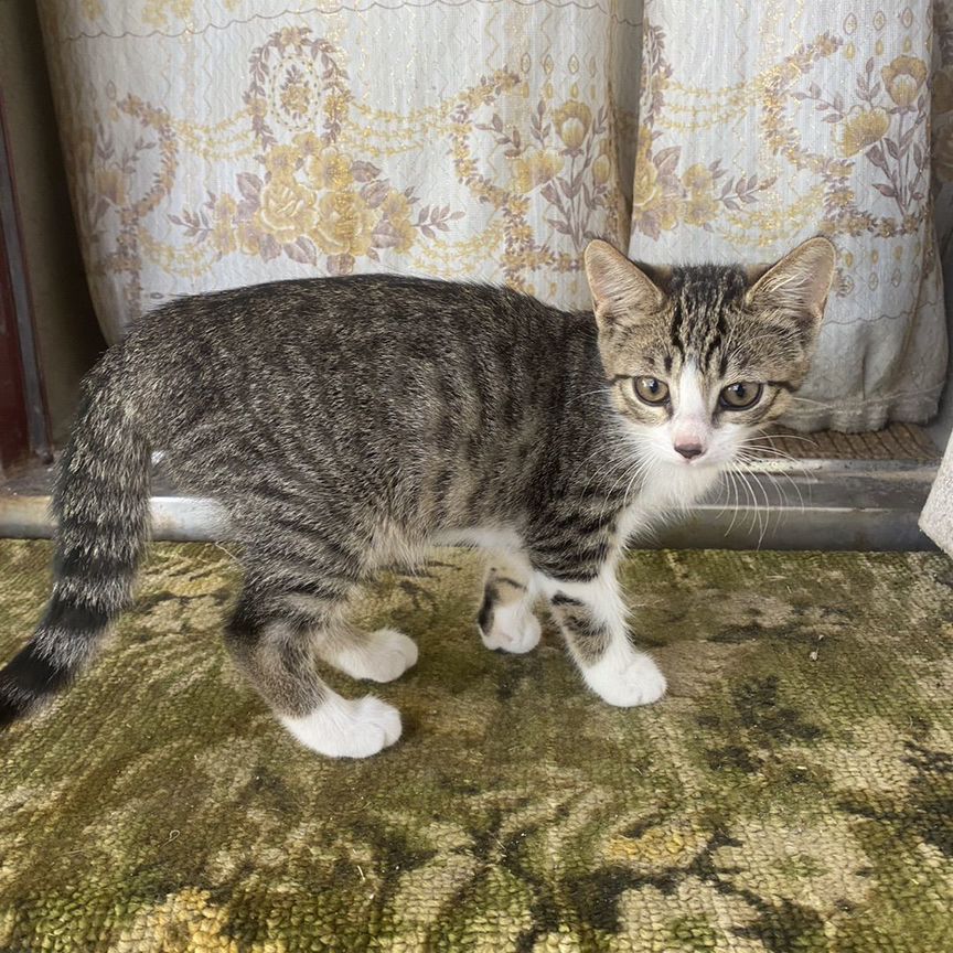 Котята в добрые руки бесплатно