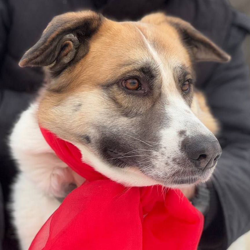 Собака в добрые руки