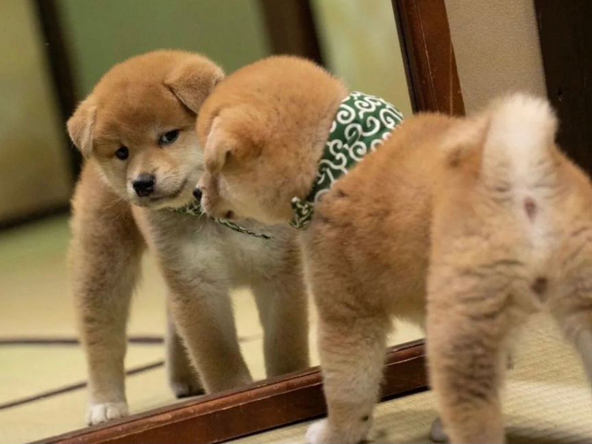 Сиба ину мишки с родословной