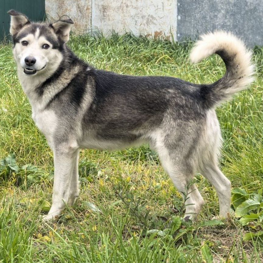 Взрослый пёс в добрые руки