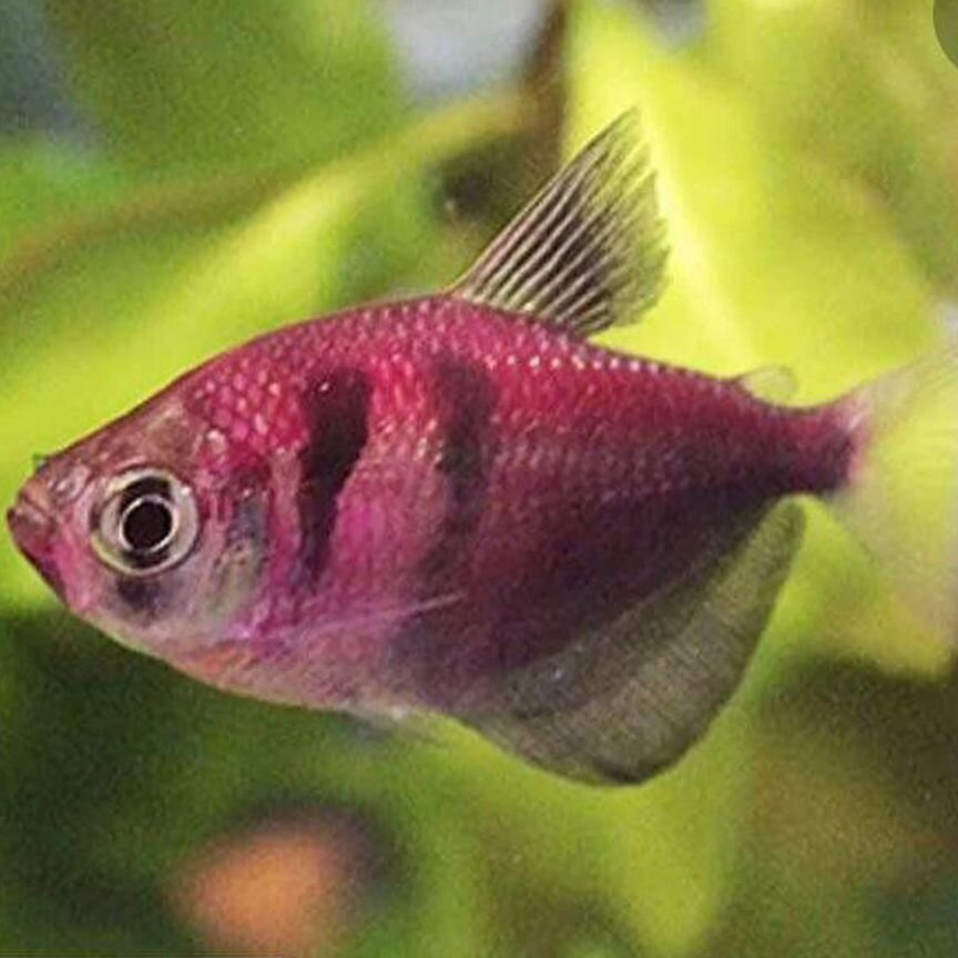 Тернеция glofish