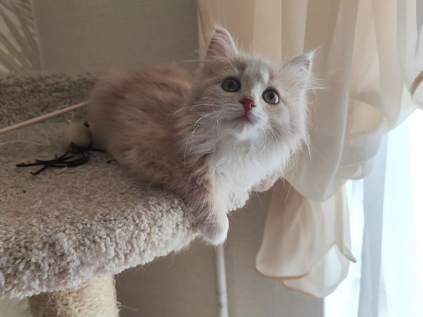 Котенок девочка-принцесса
