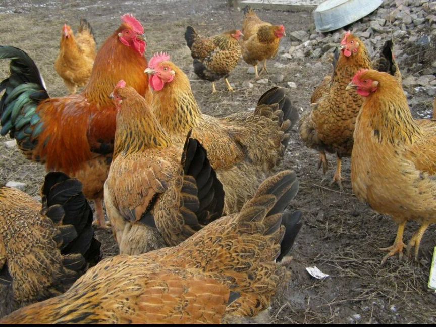 Кучинская юбилейная