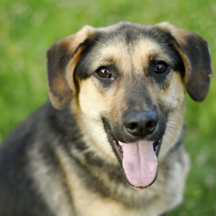 Мышка-малышка в поисках любящей семьи