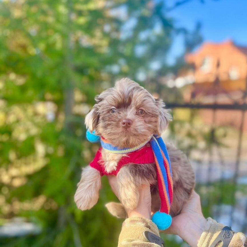 Мальтипу беби фейс мультик