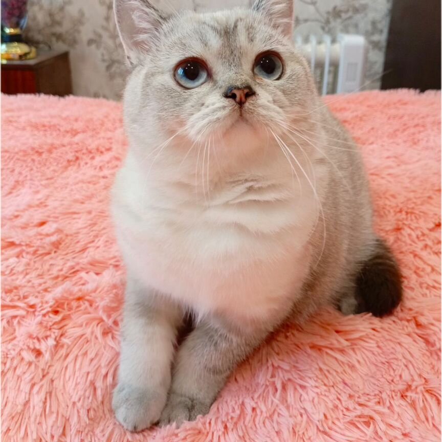 Шотландский красивый мальчик колор-пойнт