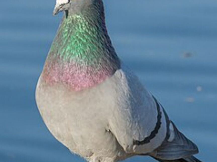 Голубь гопник