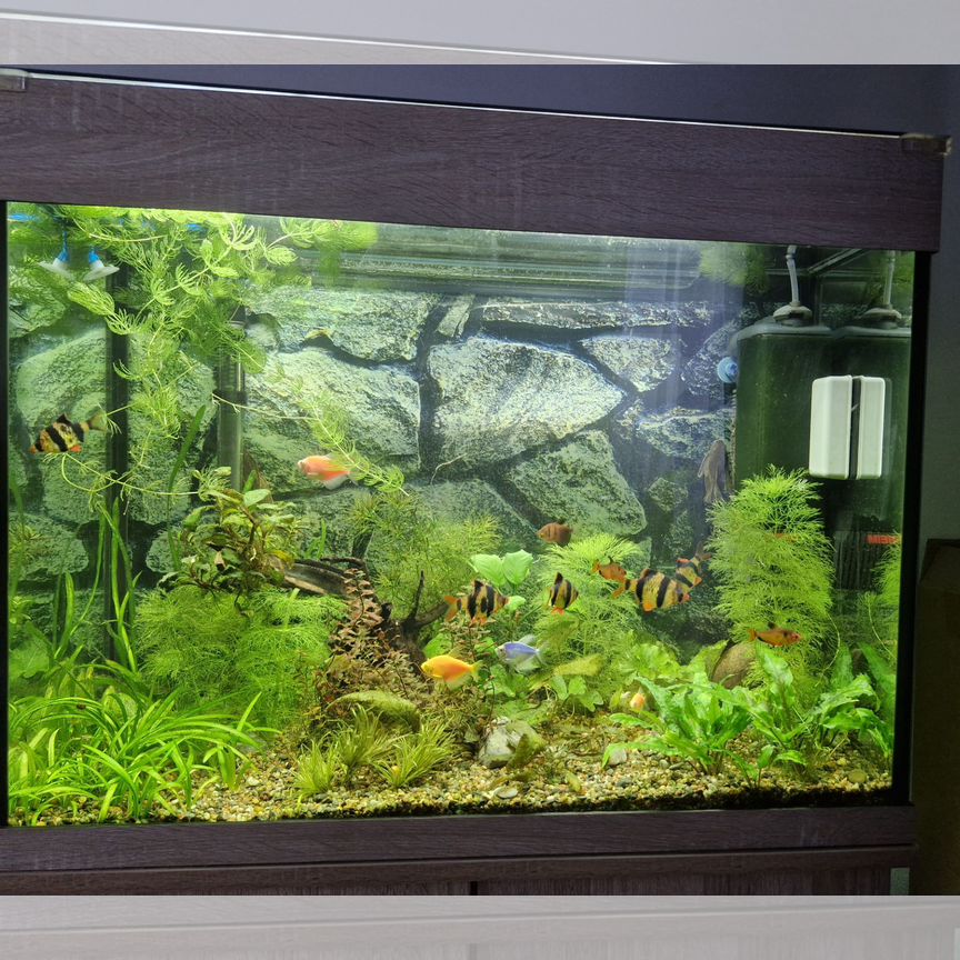 Аквариум с тумбой и рыбами (полный комплект )