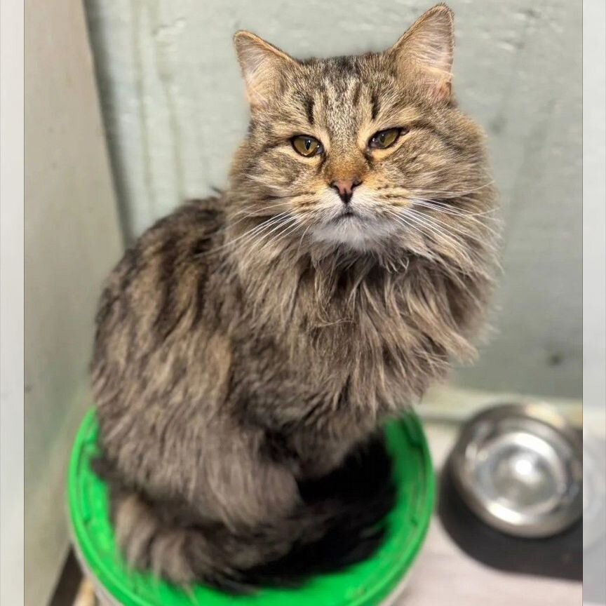 Взрослый кот в добрые руки