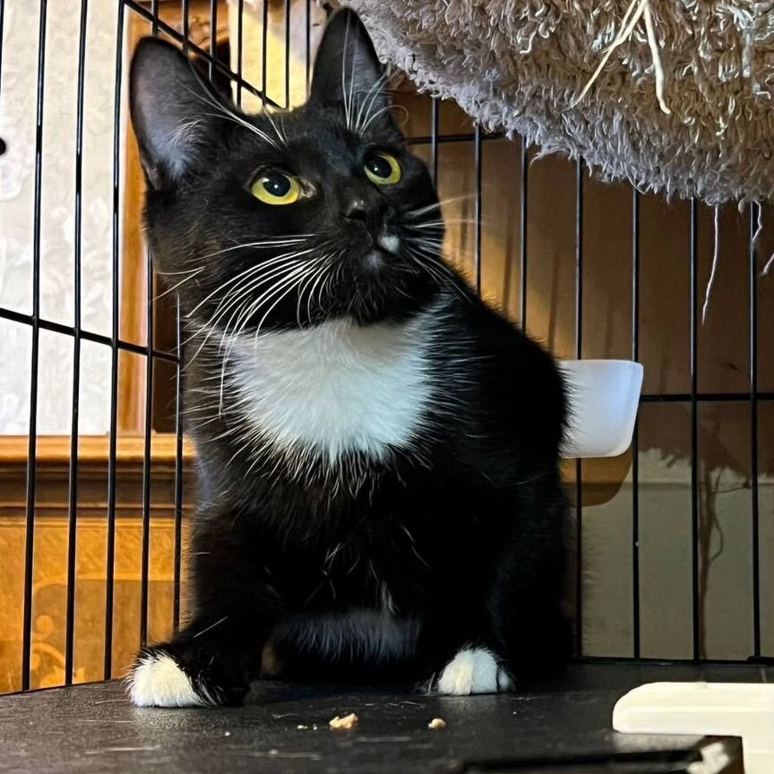 Котёнок в добрые руки