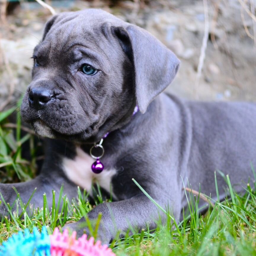 Итальянский кане корсо от питомника