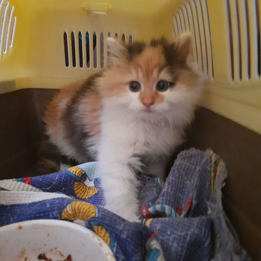 Котенок в добрые руки