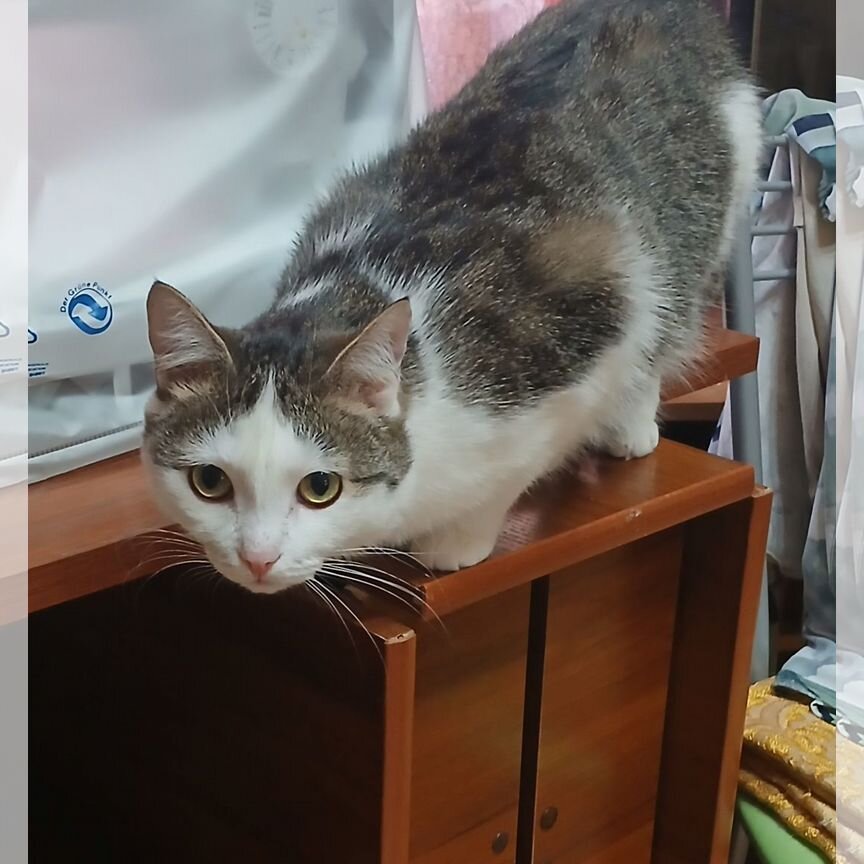 Взрослый кот в добрые руки