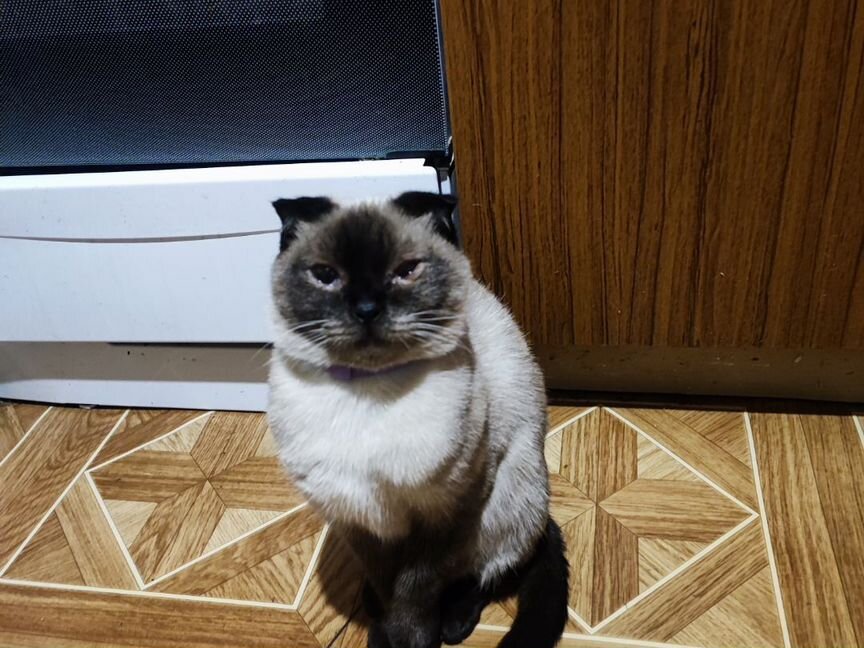 Кошка