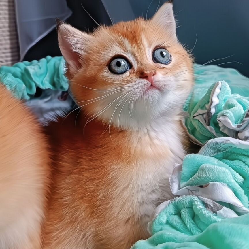 Шотландский вислоухий короткошёрстный котёнок