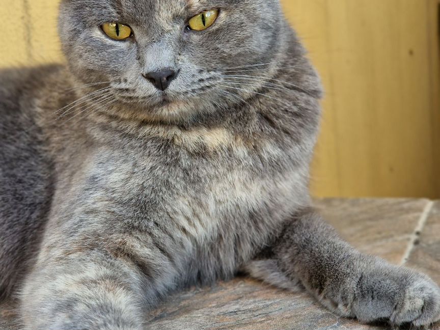 Кошка в дар