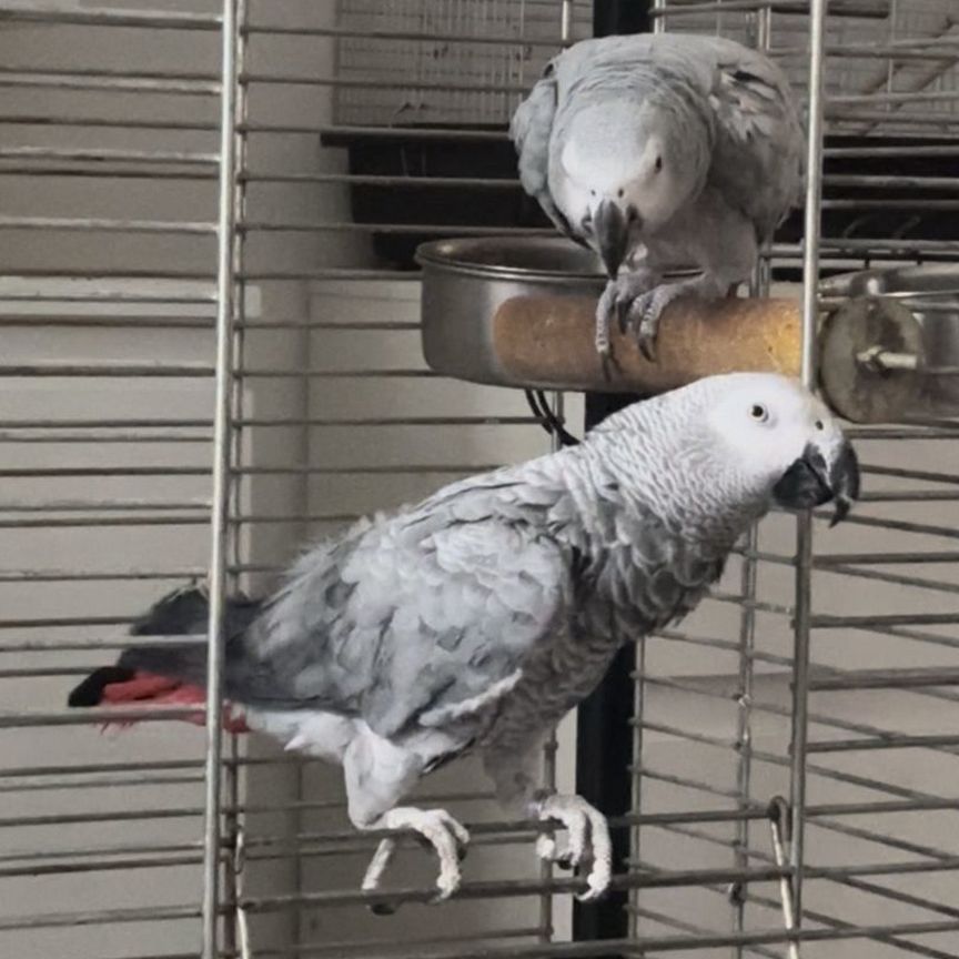 Пара попугаев