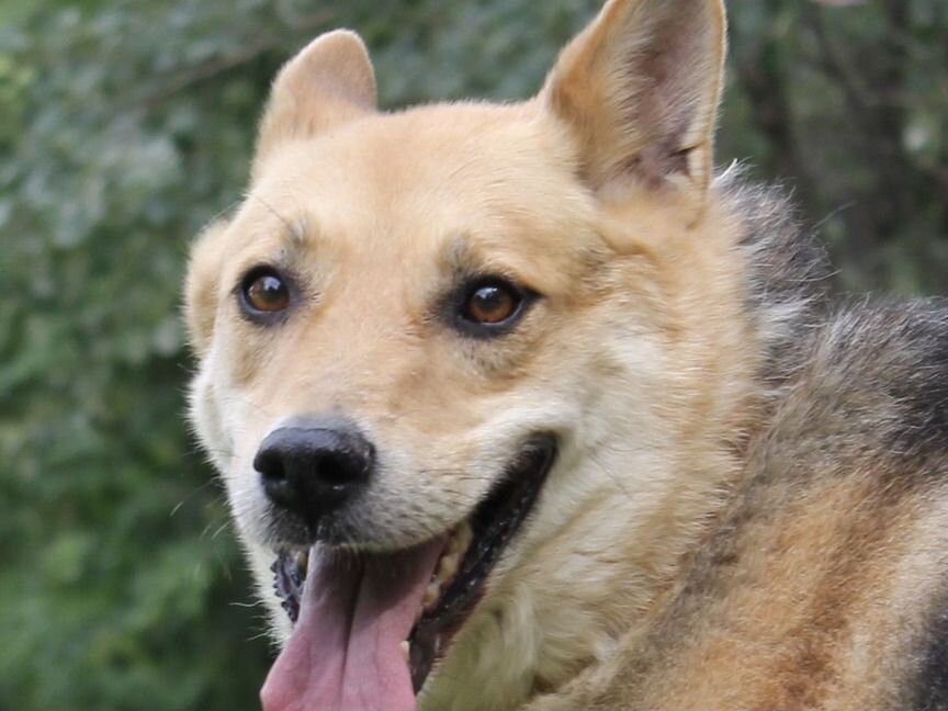 Жизнерадостная собака не теряет надежду