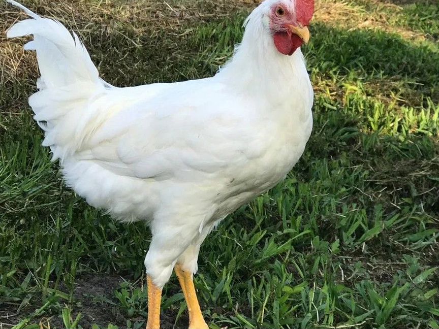 Куры несушки