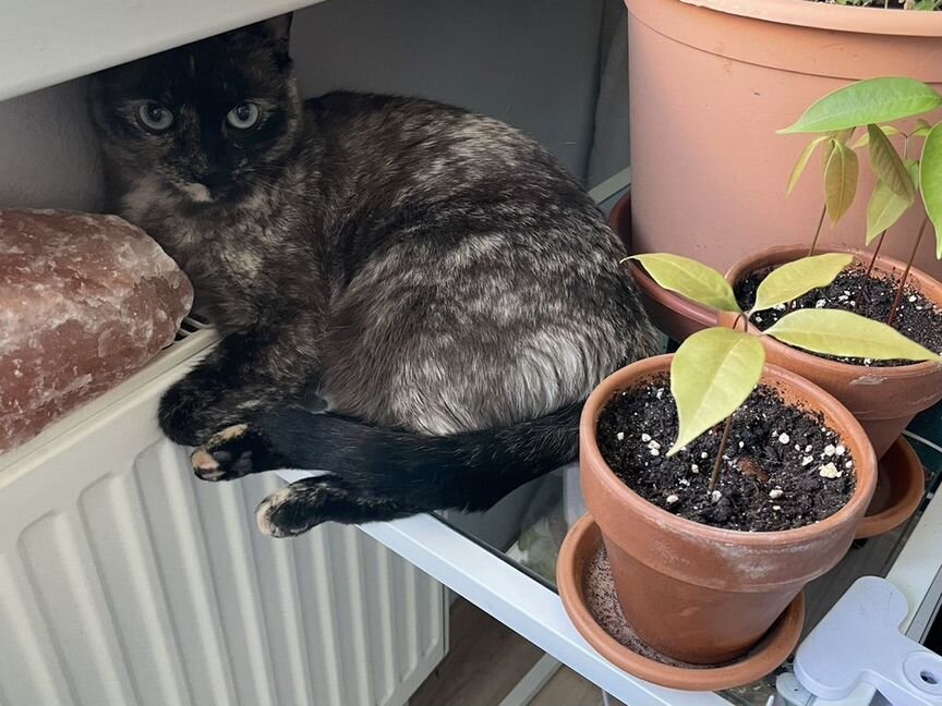 Кошка помесь с тайцем