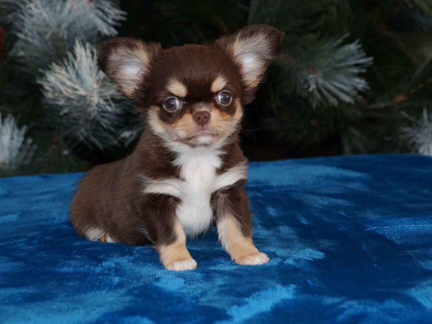 Шоколадная красотка