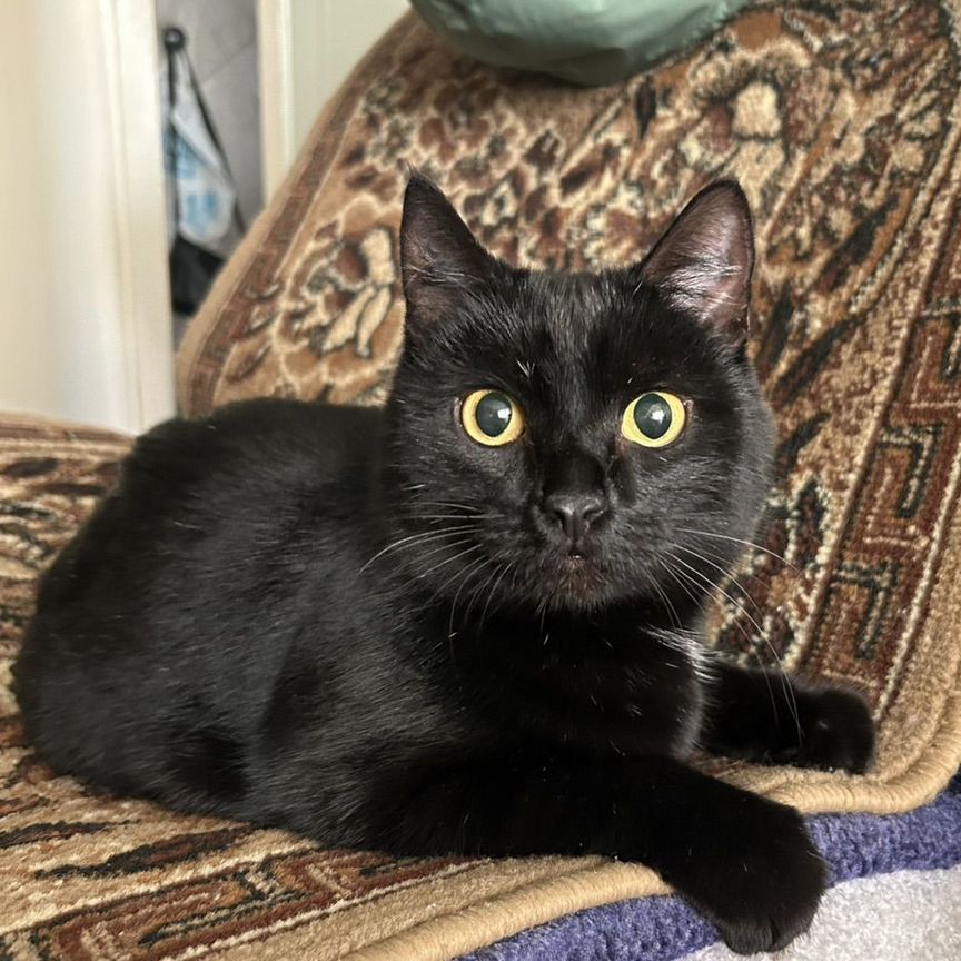 Взрослая, Девочка кошка в добрые руки