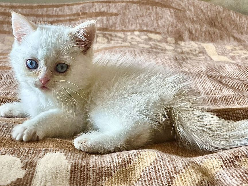 Шотландский котенок