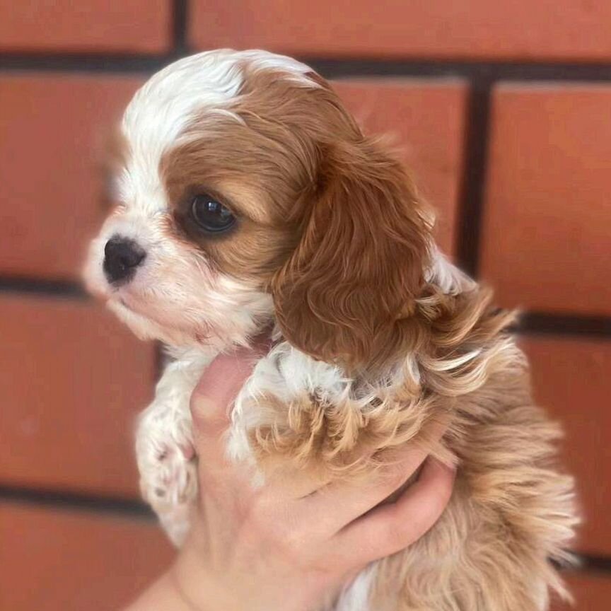 Кавалер кинг чарльз спаниель