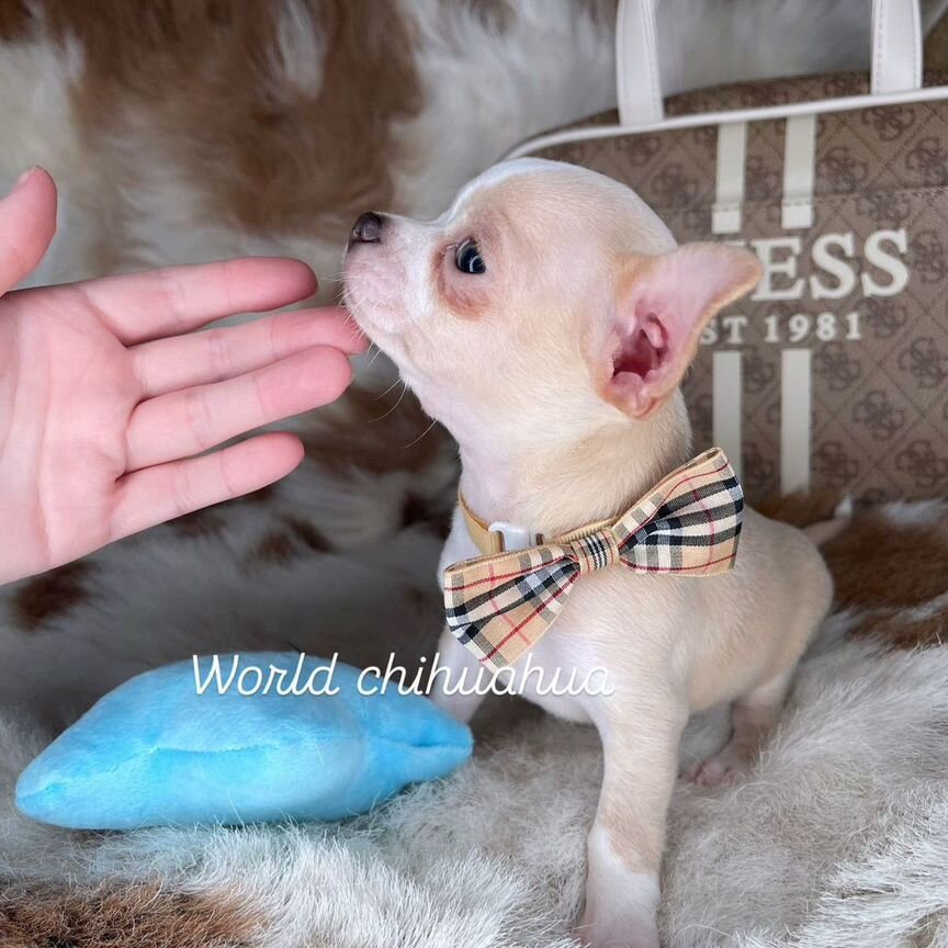 Сладкий Мышонок Чихуахуа