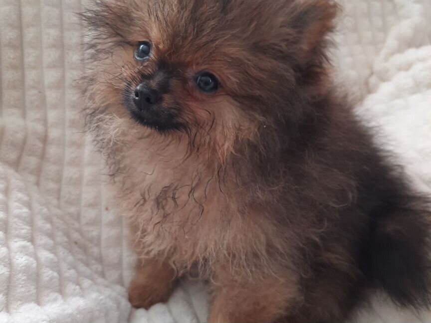 Померанский шпиц