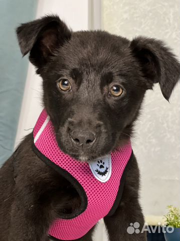 Очень нужен дом