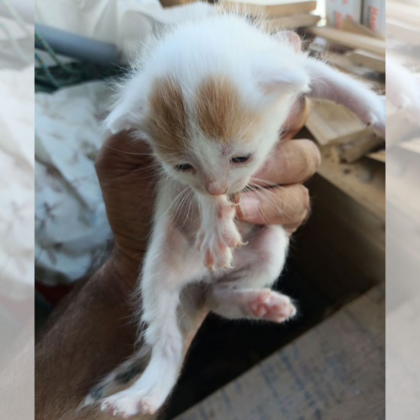 Котёнок в добрые руки